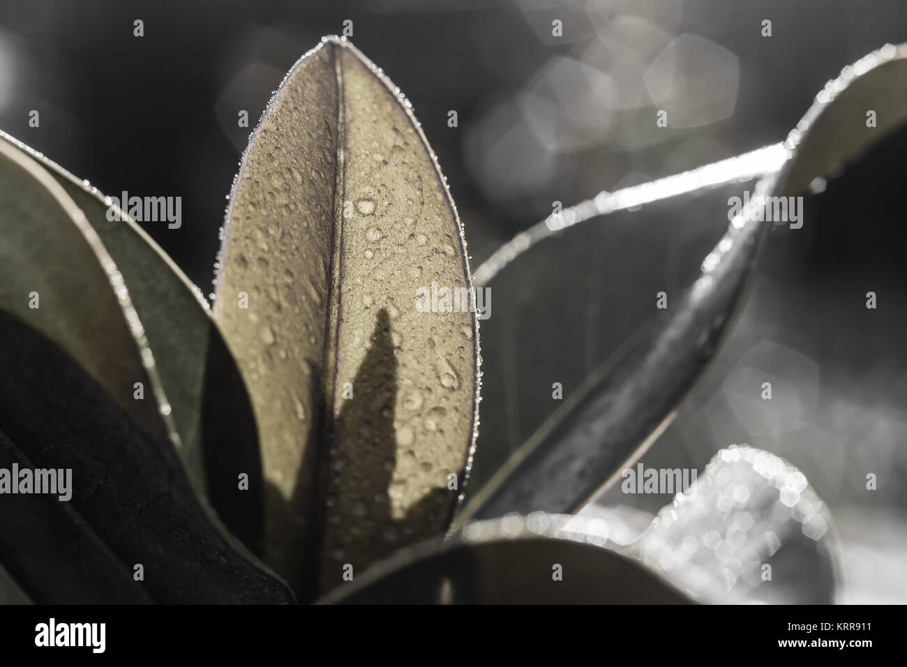 Gold magnolia leaves hi-res stock photography and images - Alamy