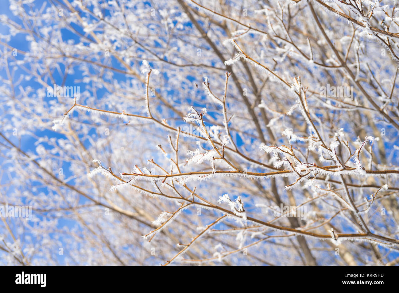 Maple tree branches covered with hoar frost Stock Photo - Alamy