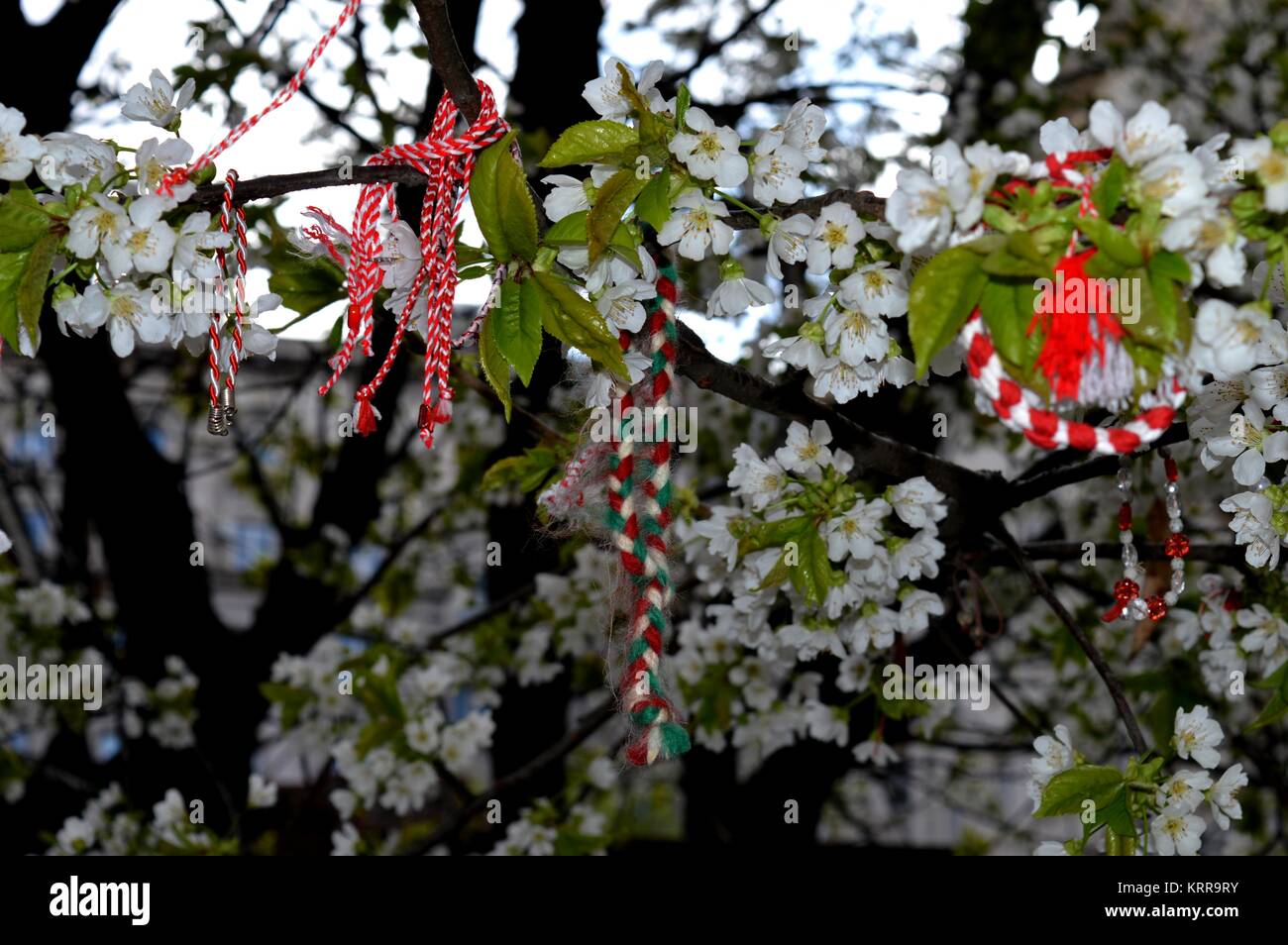 cherry tree and bound knitted bracelets Stock Photo - Alamy