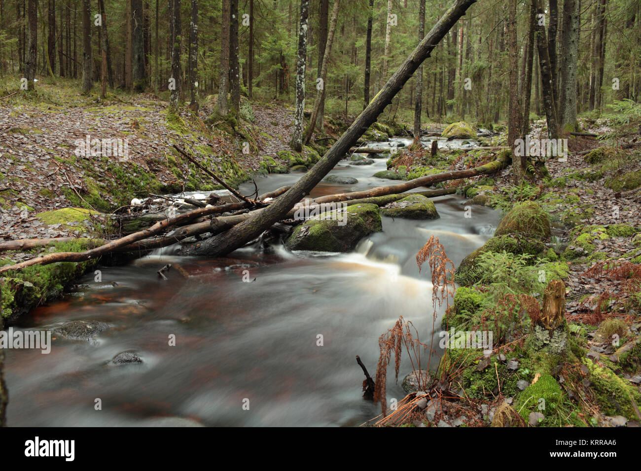 Stream forest river tree flow fallen hi-res stock photography and ...