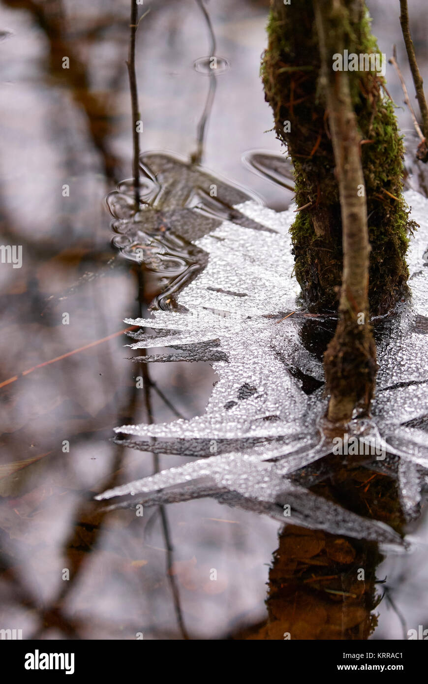 ice forming as the water freezes around the base of saplings in water ...