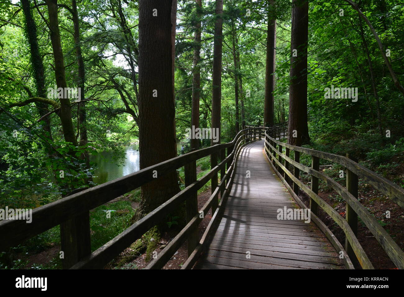 Wooden boardwalk alongside the river at Betws-y-Coed, Conwy Valley ...