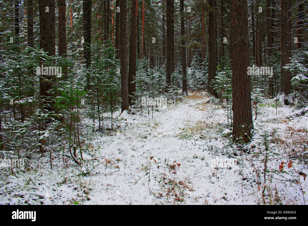 Winter landscape in snow forest in the Urals Stock Photo - Alamy