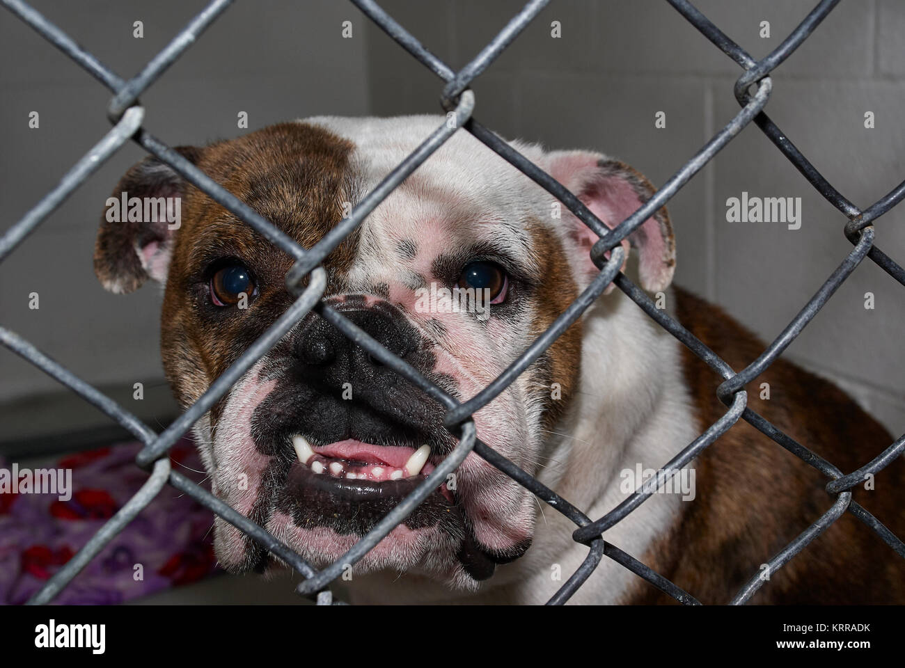 stray bulldog behind wire in an animal shelter Stock Photo - Alamy