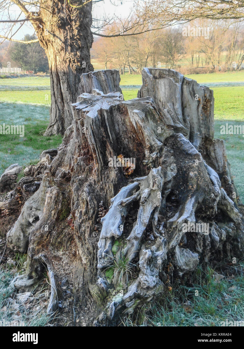 Frosty tree trunk on a bright winter's day. Close up of this winter's ...