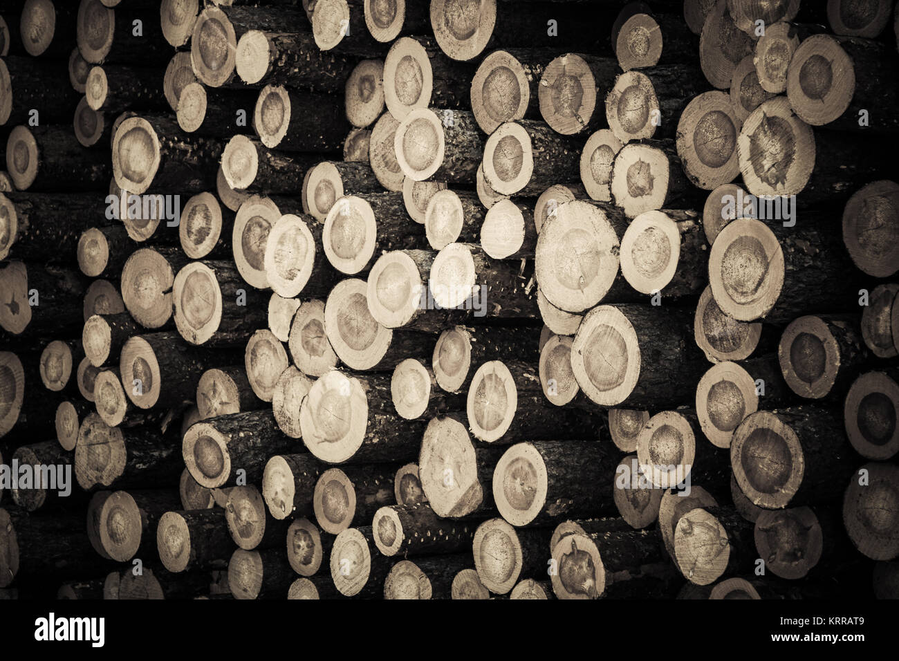 Raw forest hi-res stock photography and images - Alamy