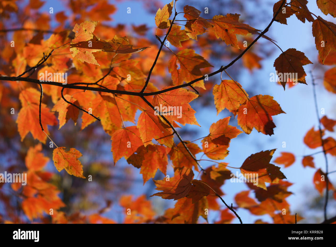 Iso 100 hi-res stock photography and images - Alamy