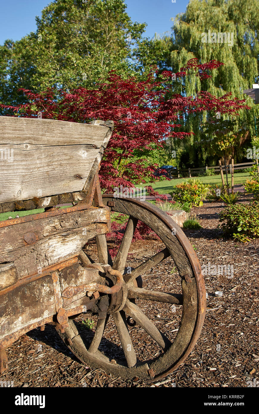 rear of old wooden carriage and trees in fall Stock Photo - Alamy