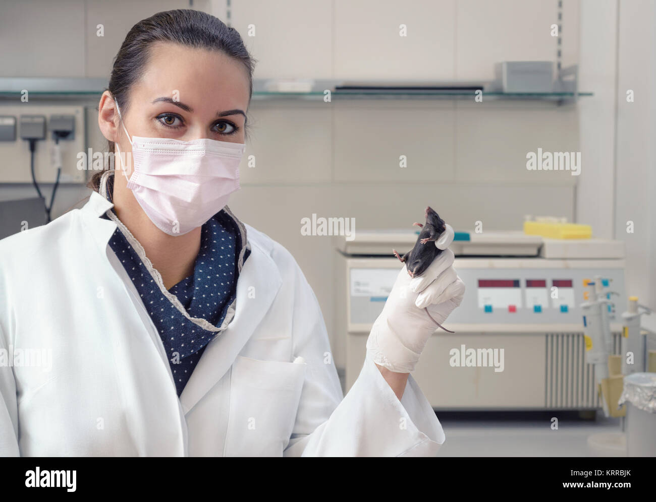 Female scientists with black mouse in research facility. focus on mouse ...