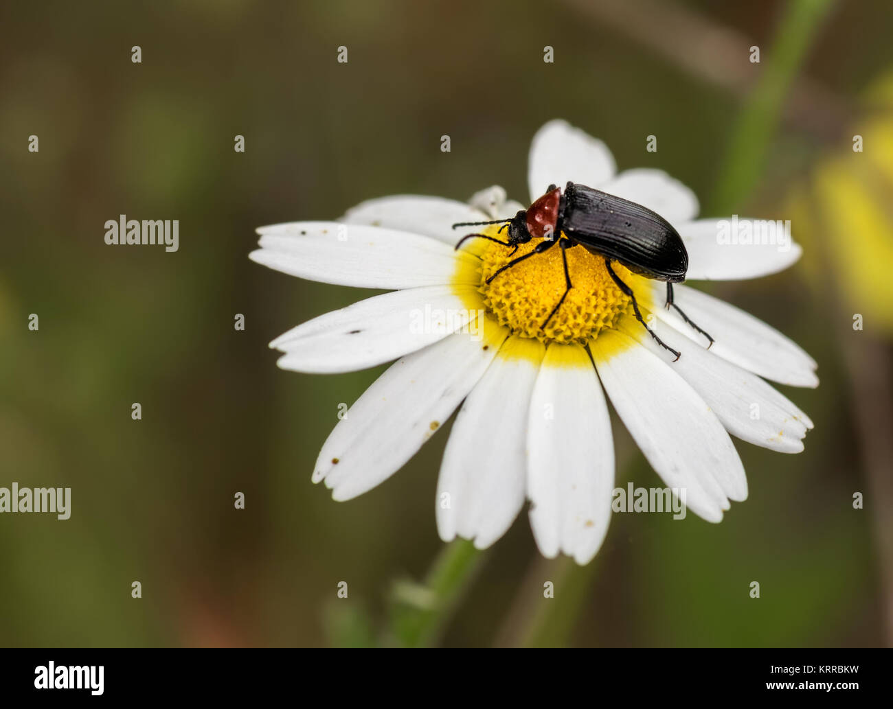 Beetle lema melanopus hi-res stock photography and images - Alamy