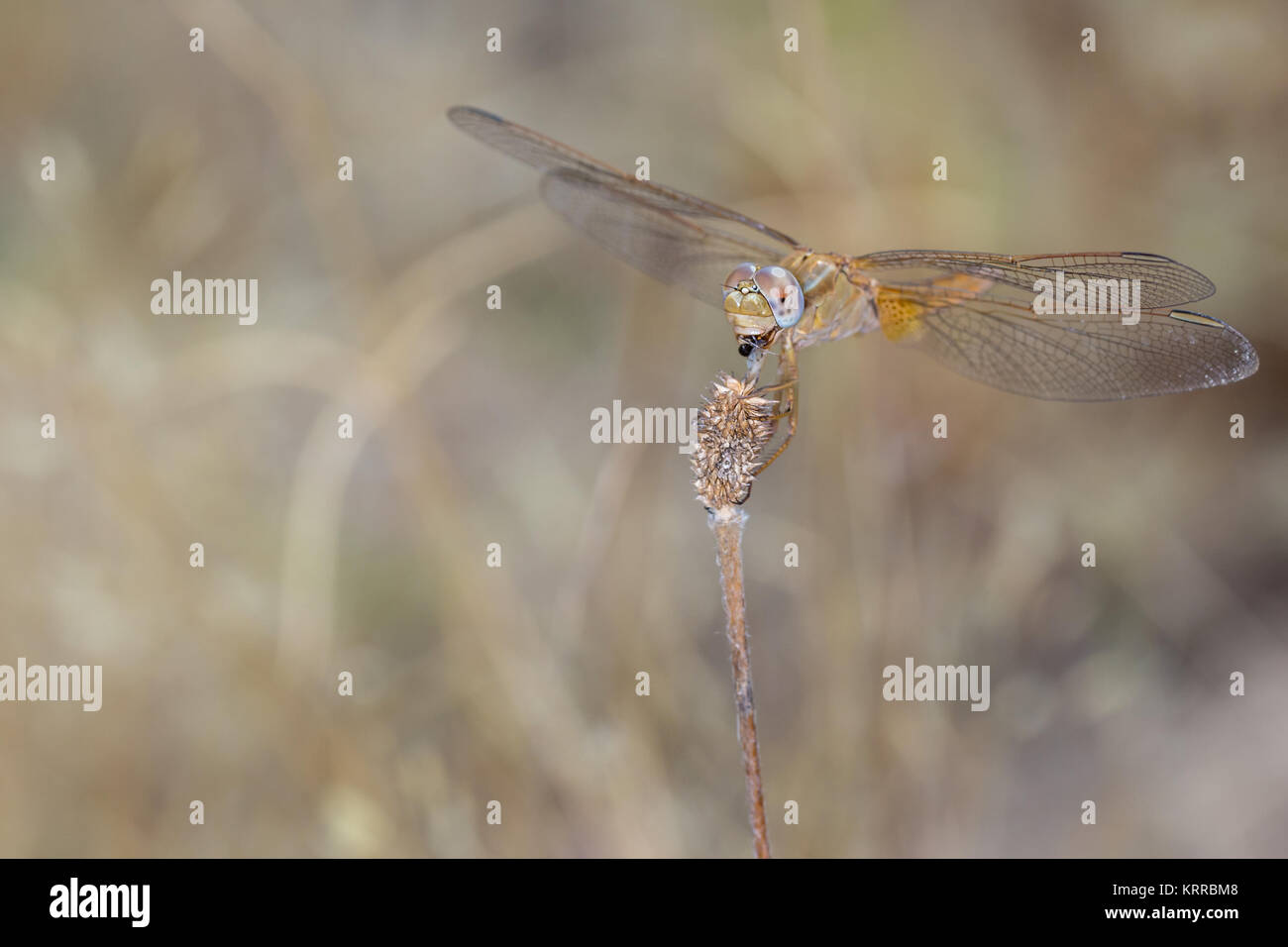 Yellow dragonfly eating an ant Stock Photo - Alamy