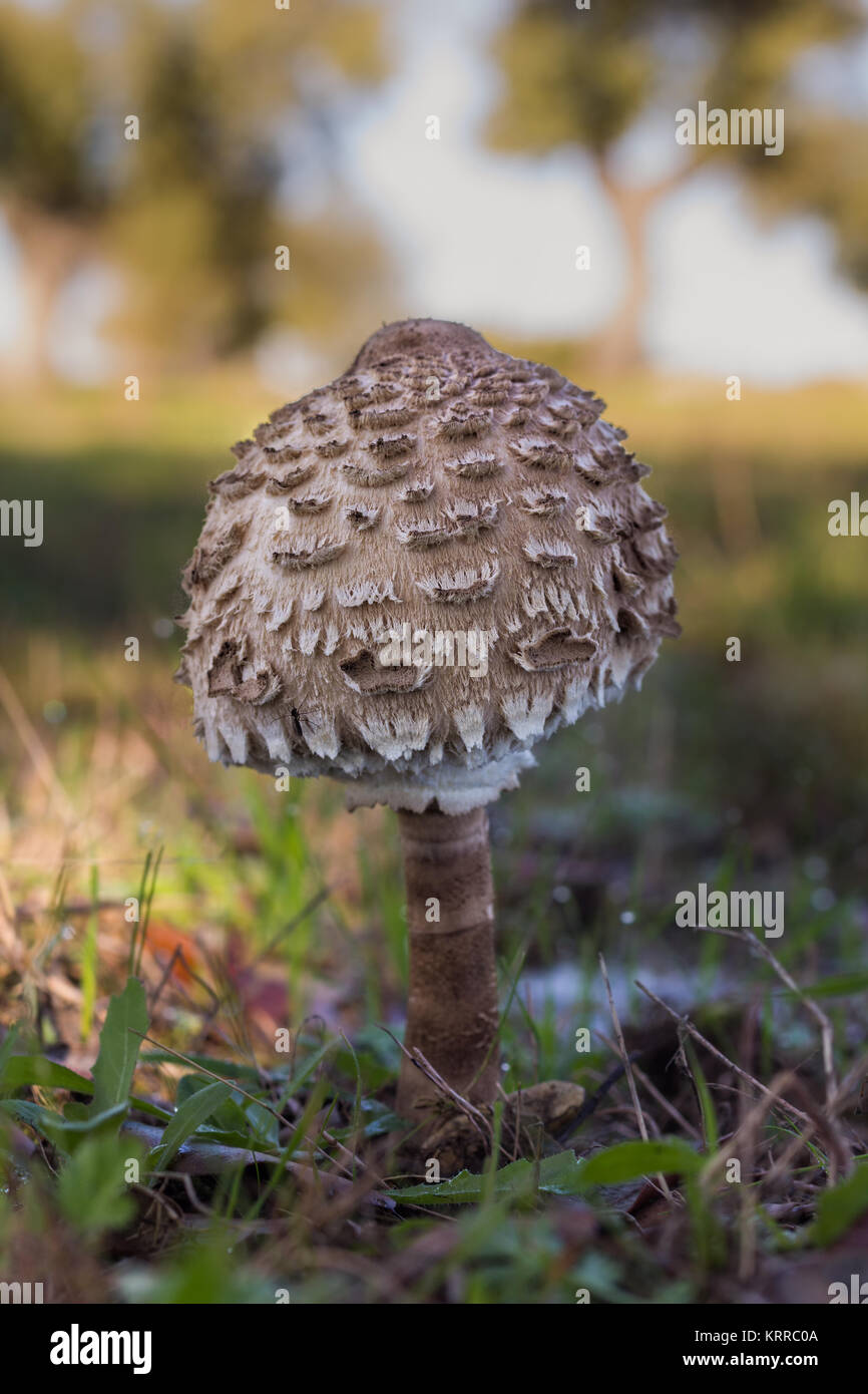 Seta hongo mushroom hi-res stock photography and images - Alamy