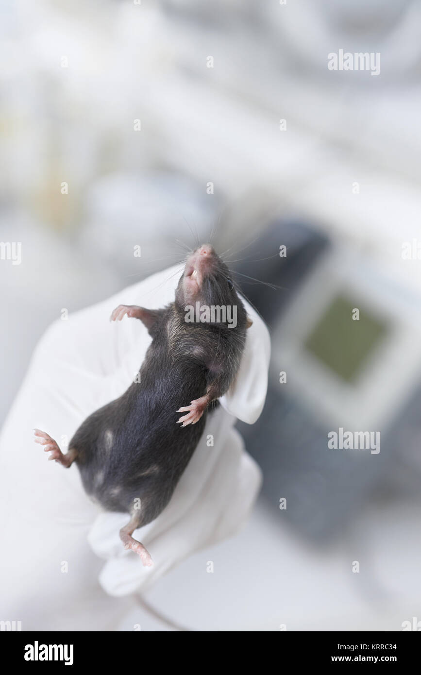 Laboratory mouse hi-res stock photography and images - Alamy