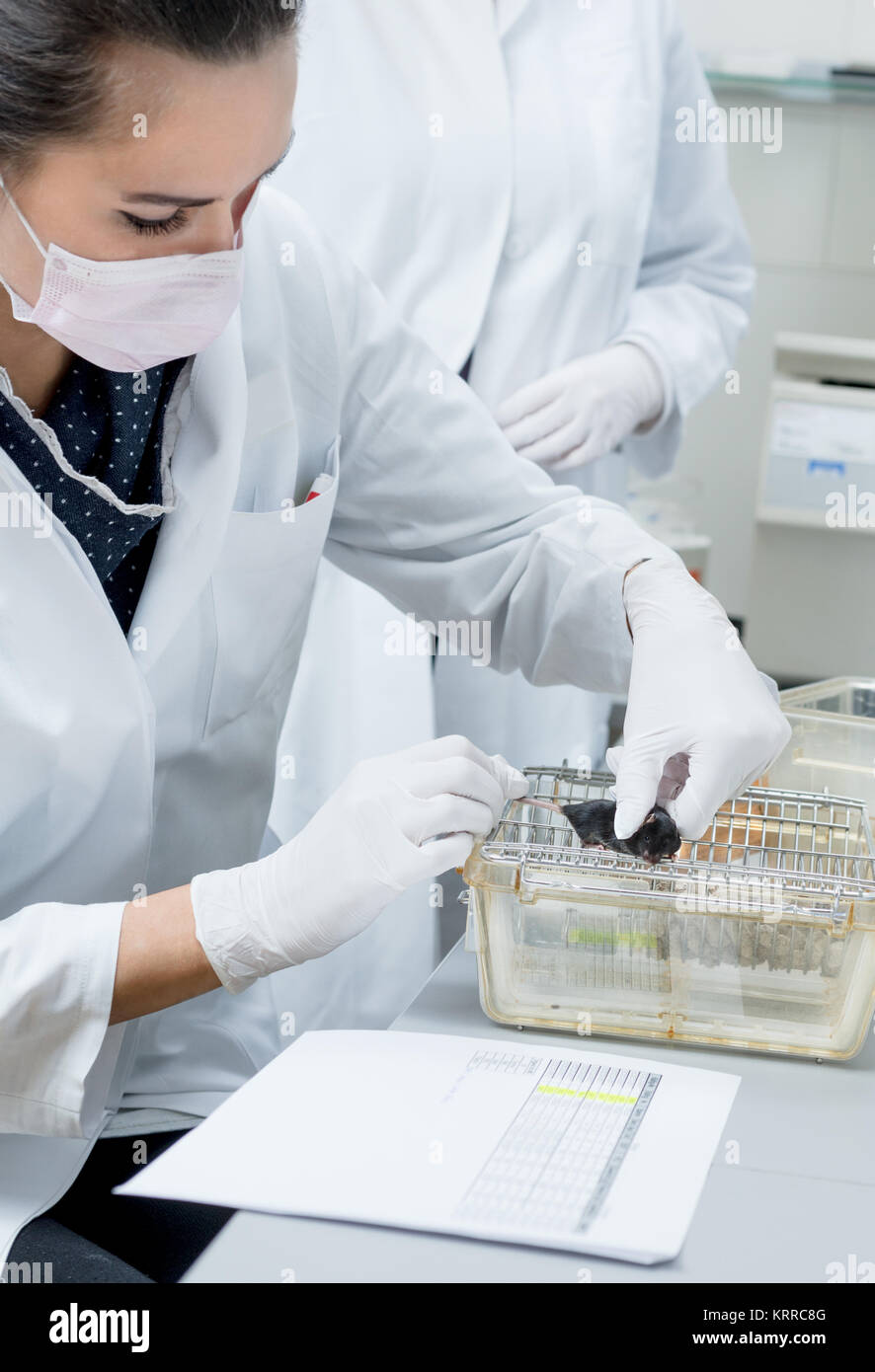 Female scientists handles laboratory mouse, focus on the mouse Stock ...