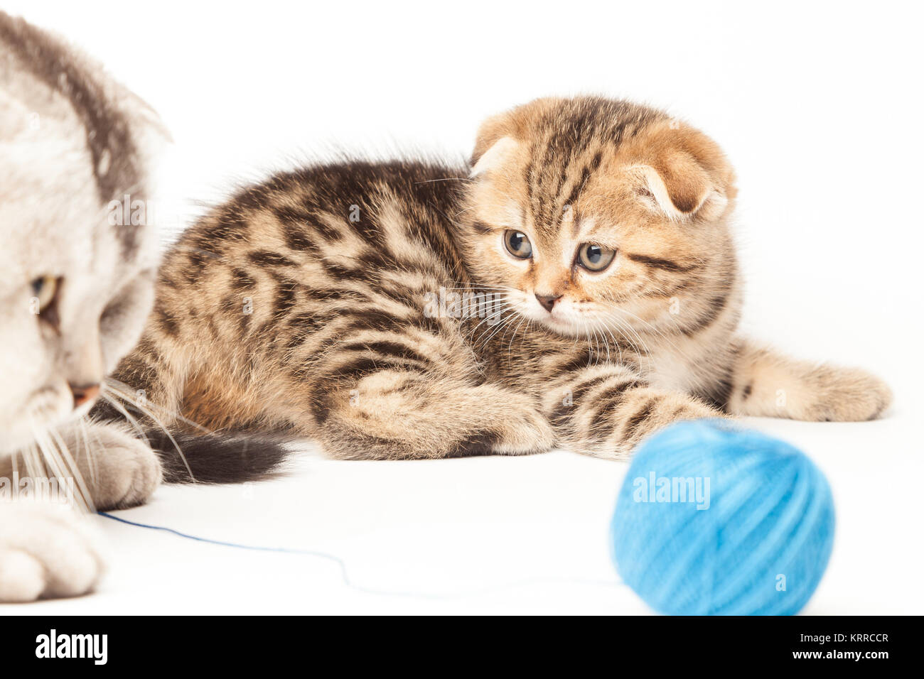Scottish thoroughbred tabby kitten with gray wool plays with a ball of ...