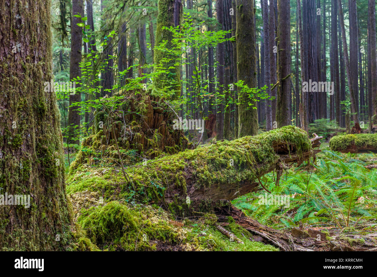 Ancient Groves Nature Trail though old growth forest in the Sol Duc ...