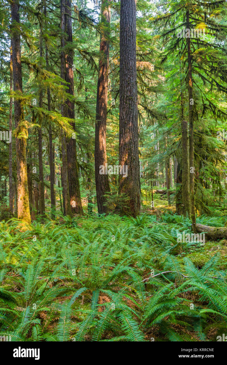 Ancient Groves Nature Trail though old growth forest in the Sol Duc ...