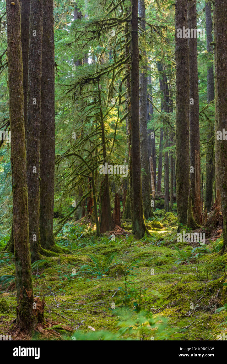 Ancient Groves Nature Trail though old growth forest in the Sol Duc ...