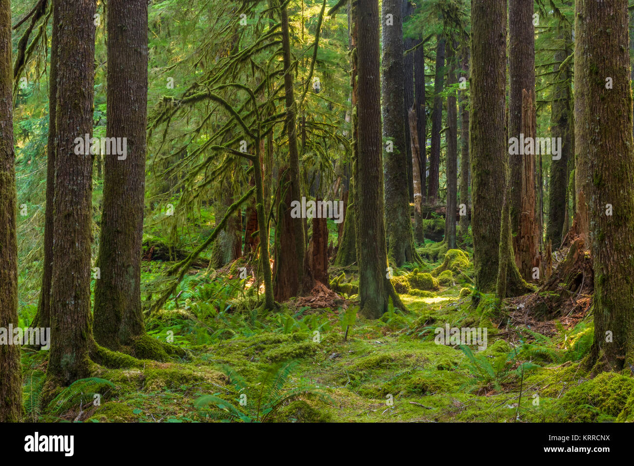 Ancient Groves Nature Trail though old growth forest in the Sol Duc ...