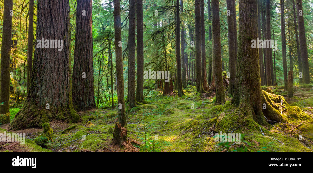 Ancient Groves Nature Trail though old growth forest in the Sol Duc ...