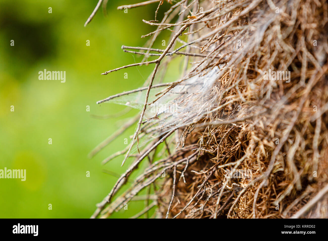 Animals houses, forest beauty, nature concept. Closeup of cobweb on ...