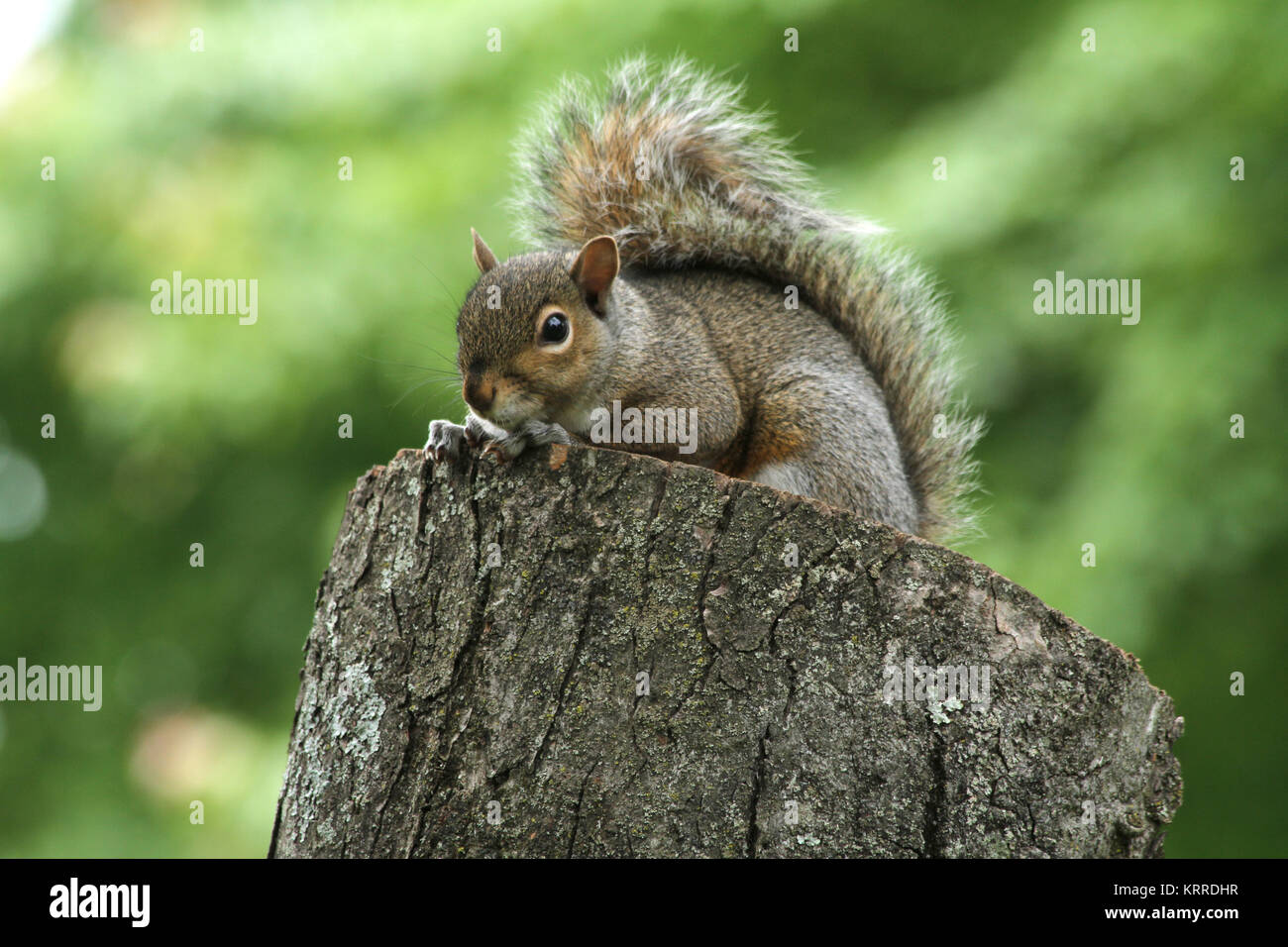 Squirrel on tree log Stock Photo - Alamy