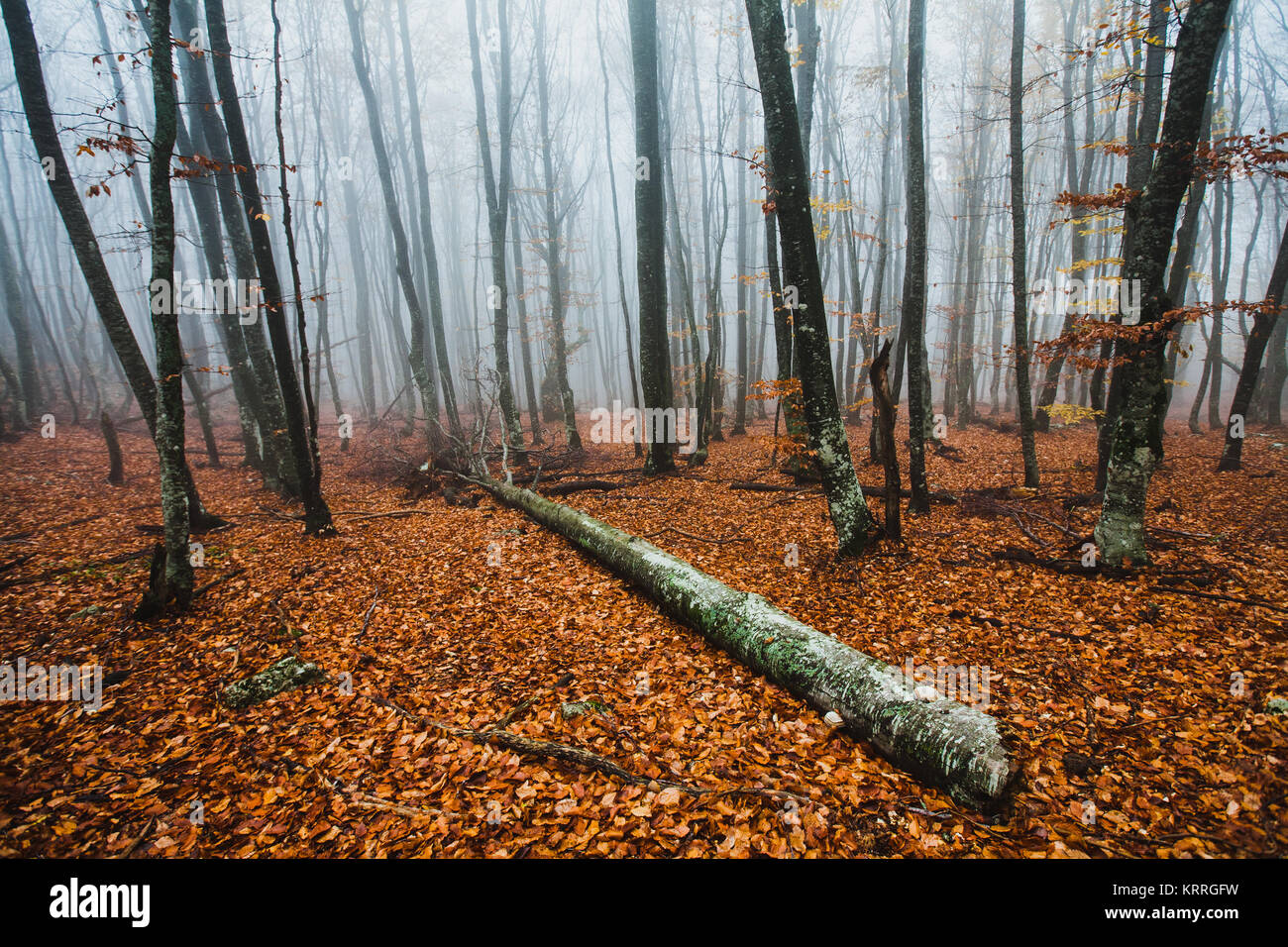 Unreal beautiful autumn tree hi-res stock photography and images - Alamy