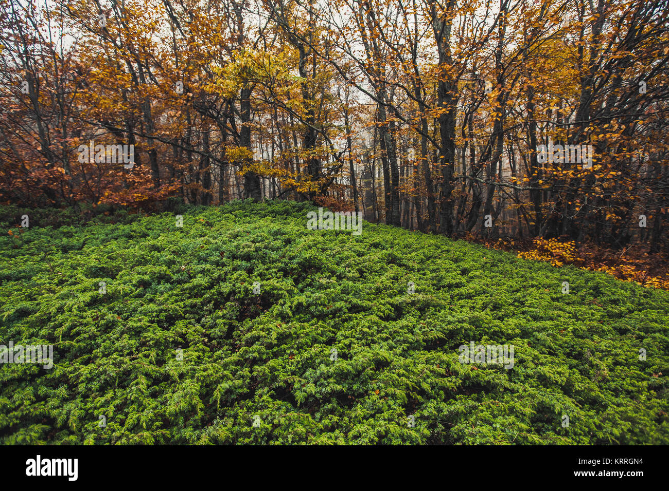 Beautiful autumn forest with green background Stock Photo - Alamy