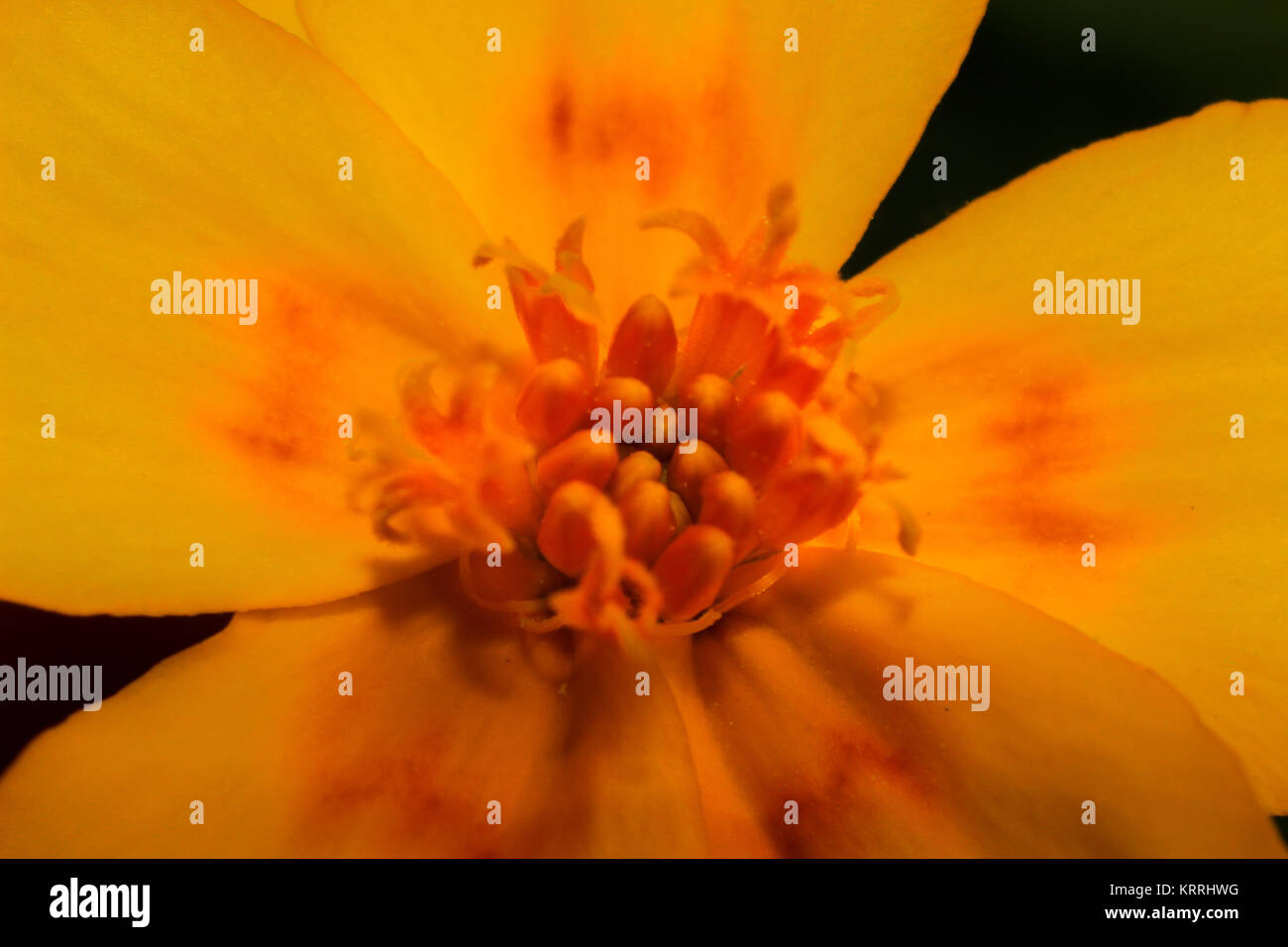 Flora And Graden High Resolution Stock Photography and Images - Alamy