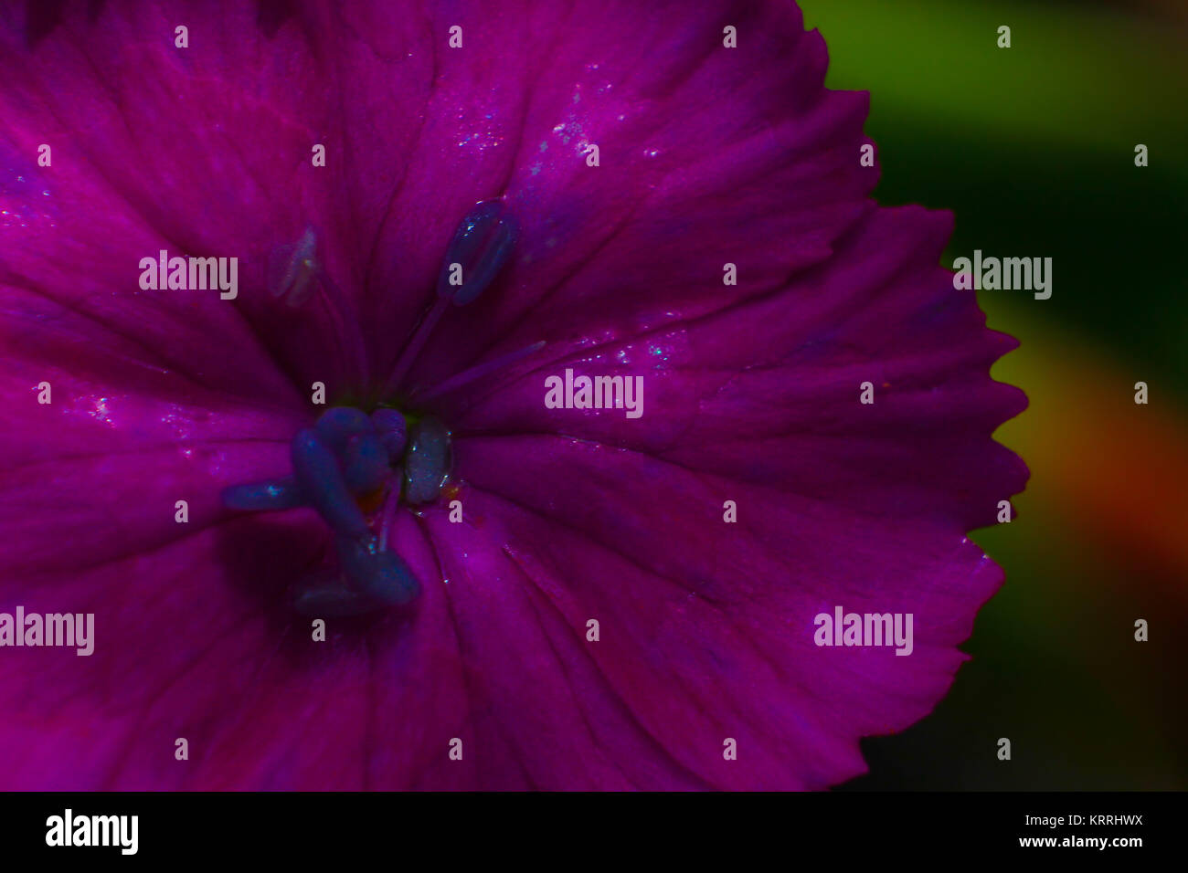 Graden Plant High Resolution Stock Photography and Images - Alamy