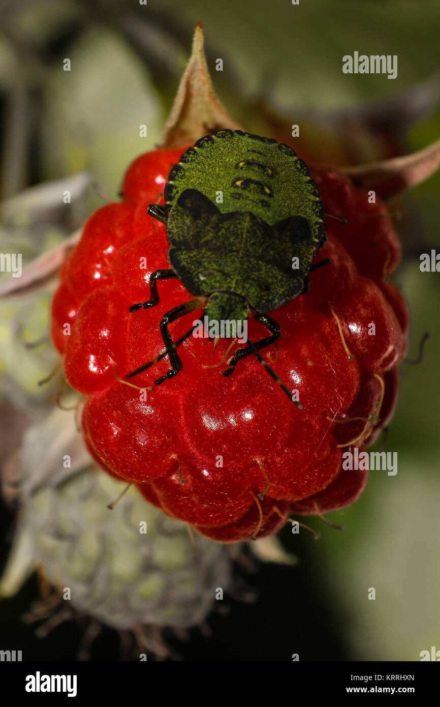green shield bug on a raspberry - closeup Stock Photo - Alamy