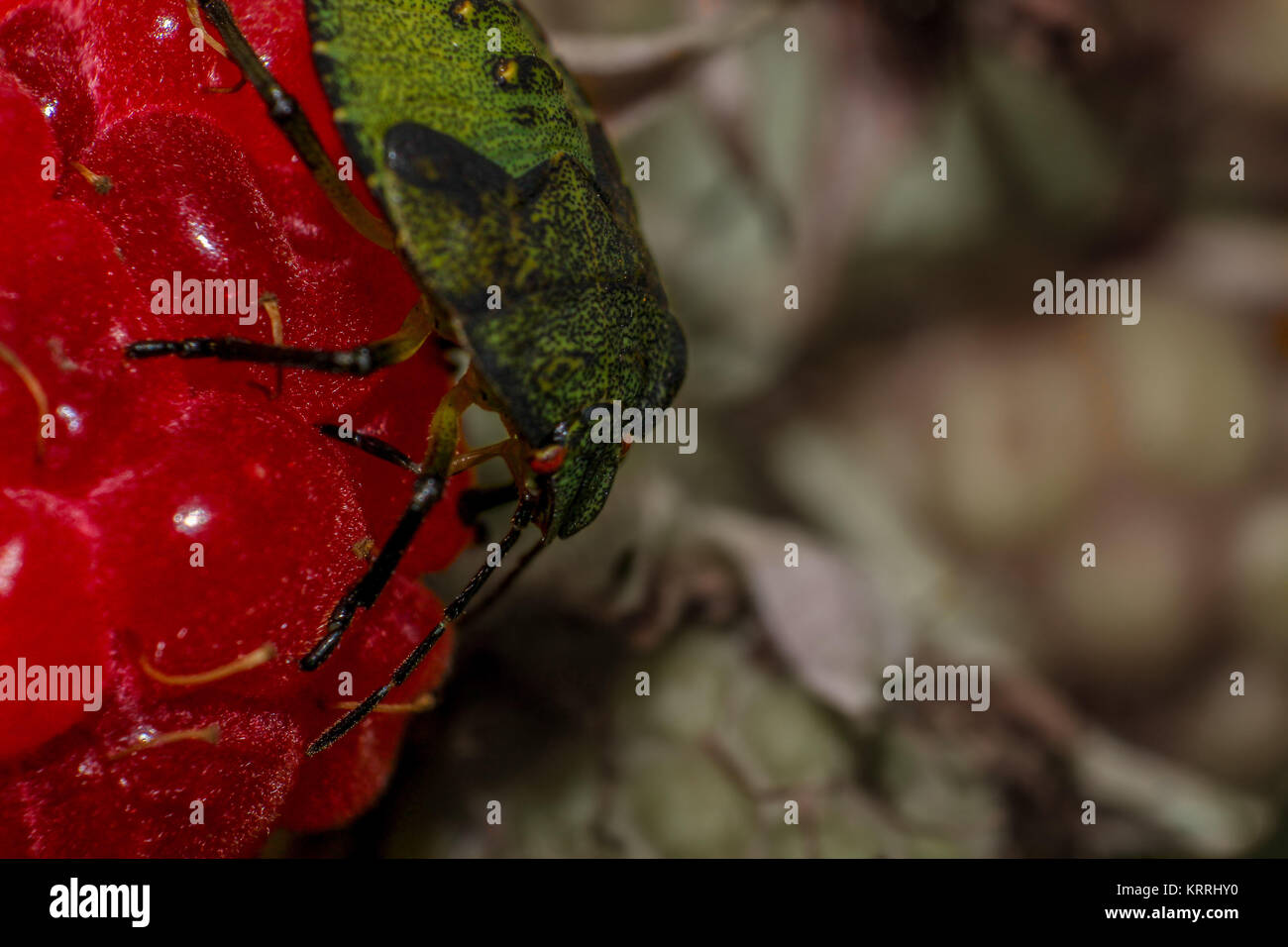 Green shield bugs hi-res stock photography and images - Alamy