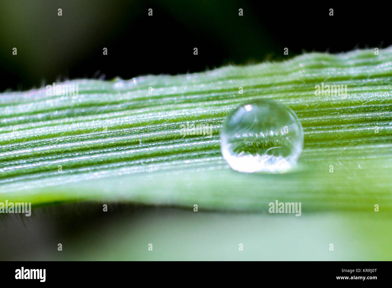 Nice single dew hi-res stock photography and images - Alamy