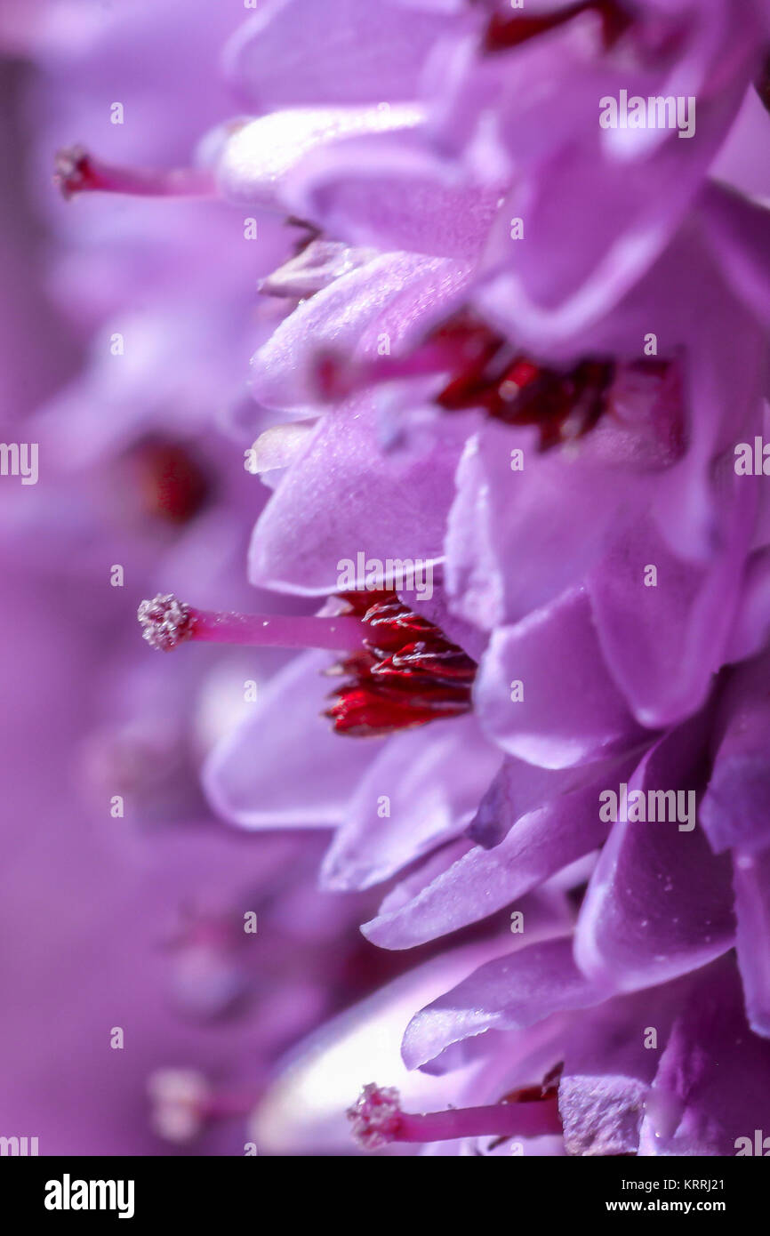 Heath blossom hi-res stock photography and images - Alamy
