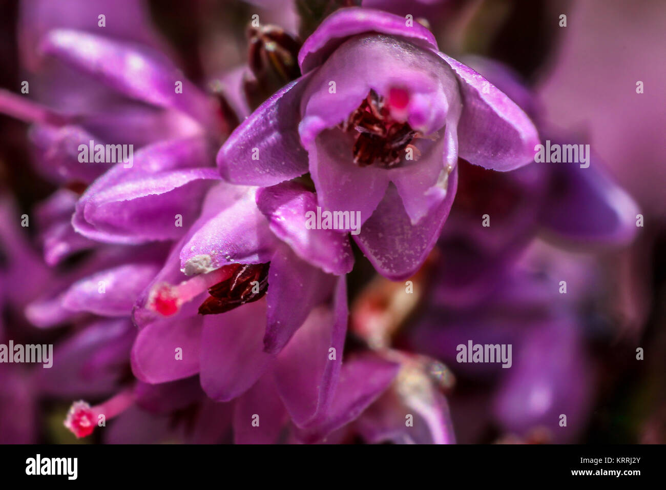Heath blossom hi-res stock photography and images - Alamy