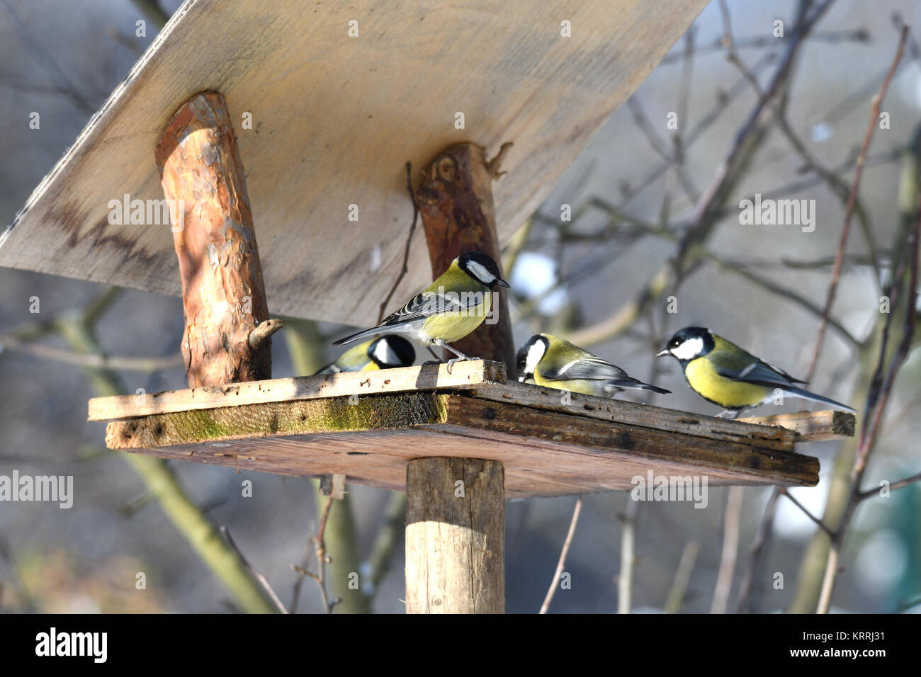 herd of birds titmouse eating from the fodder rack in the winter Stock ...