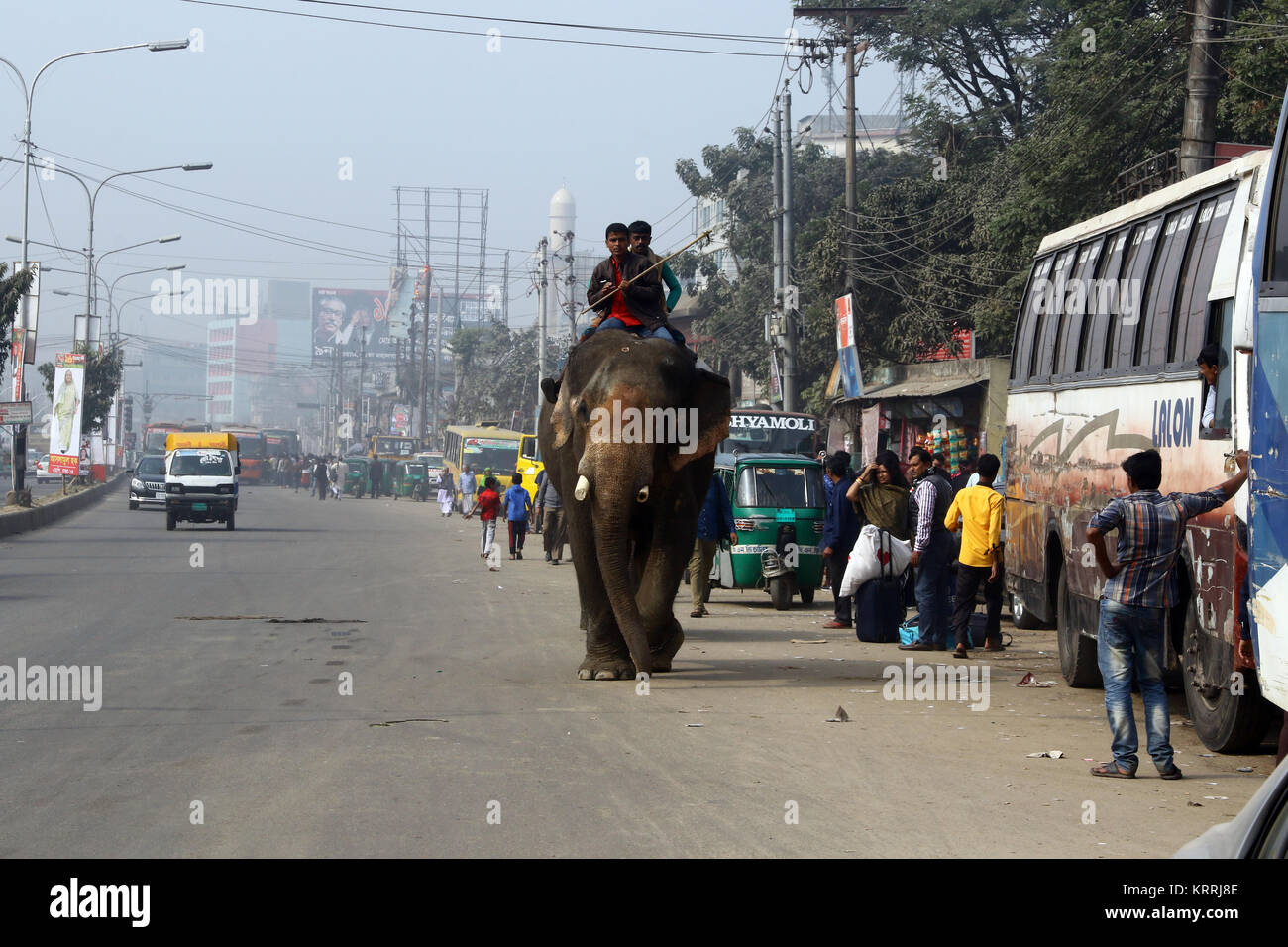 Elephant on the road in Dhaka Stock Photo - Alamy