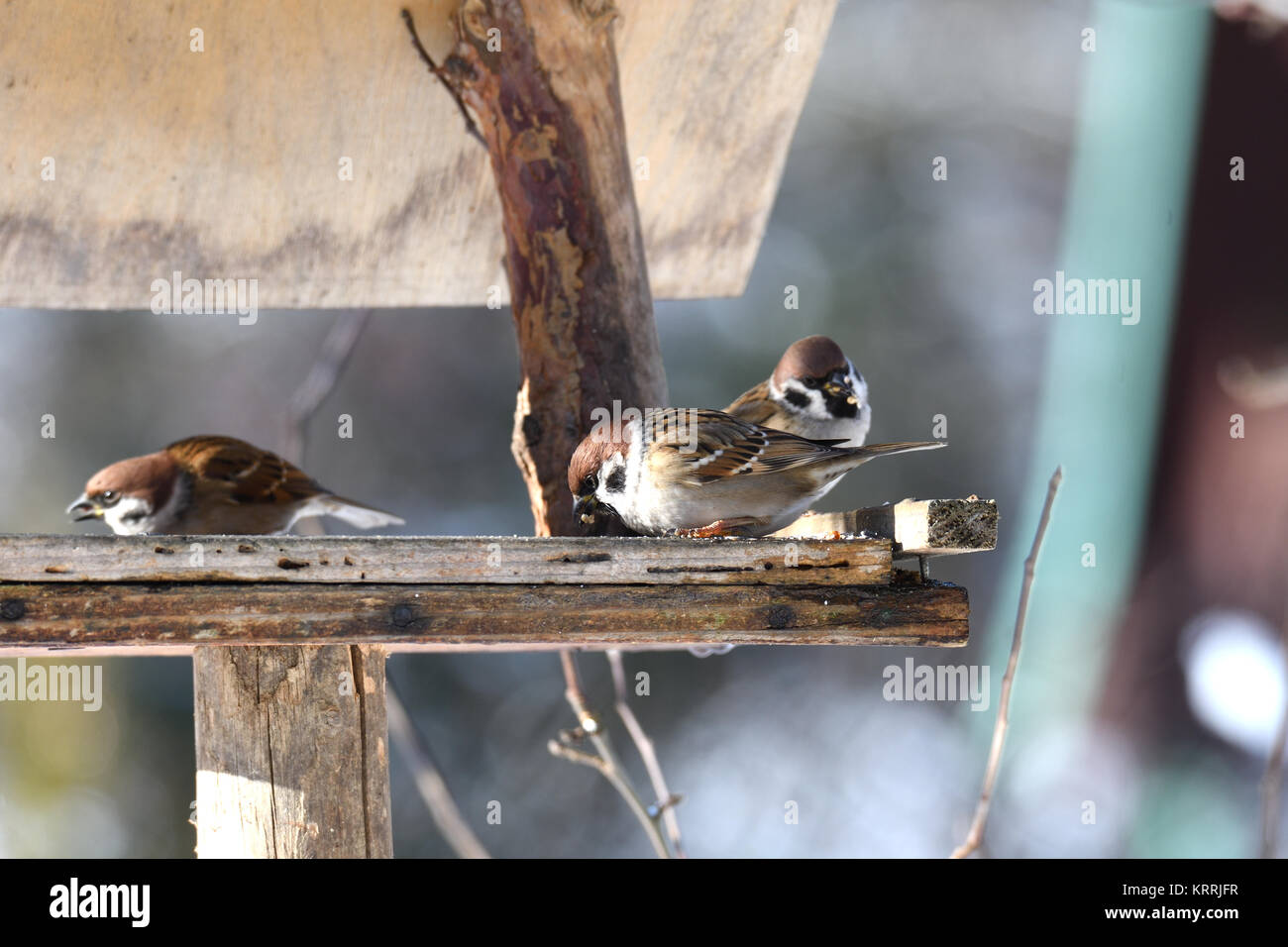 herd of birds titmouse eating from the fodder rack in the winter Stock ...