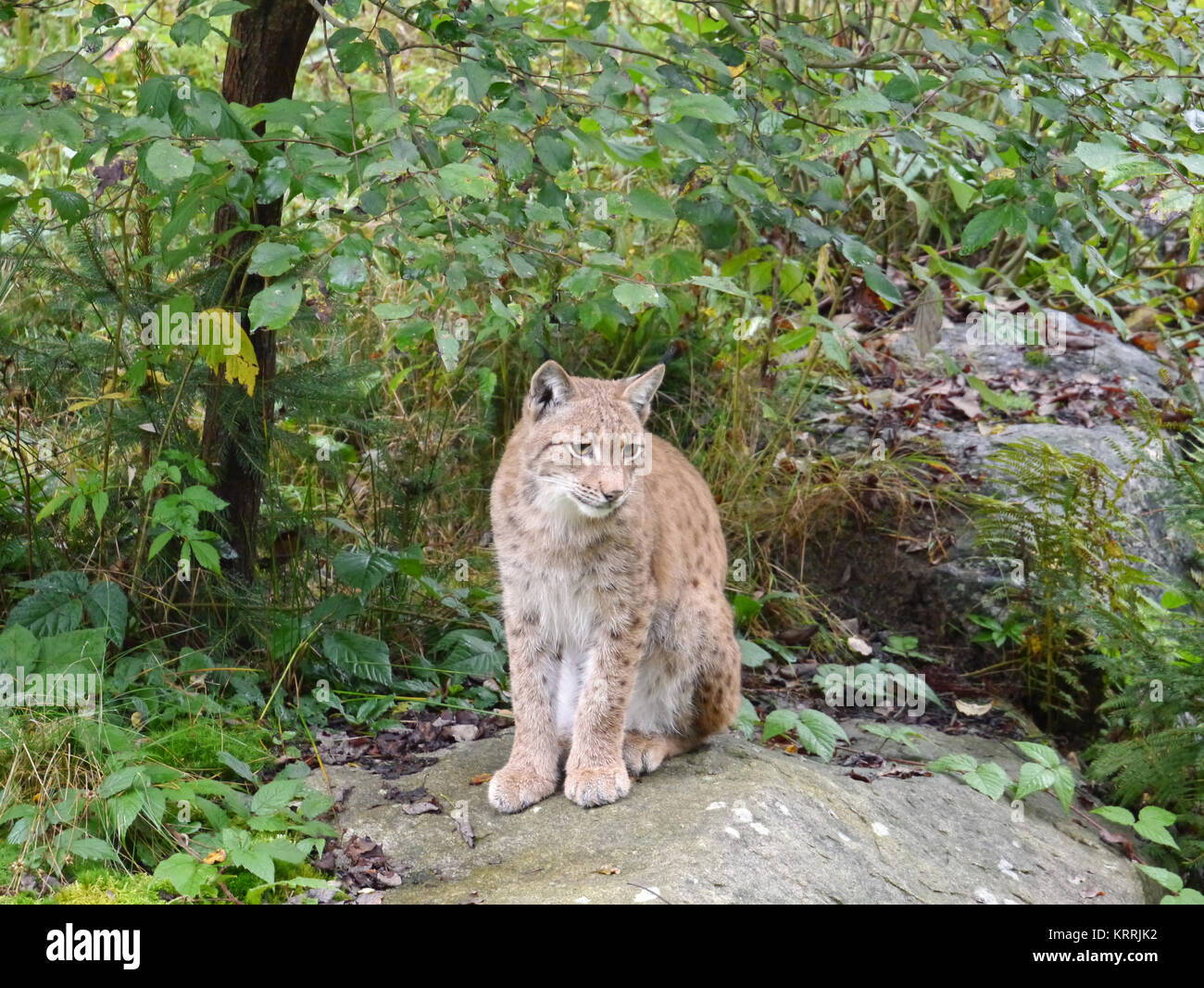 Lynx animal hi-res stock photography and images - Alamy