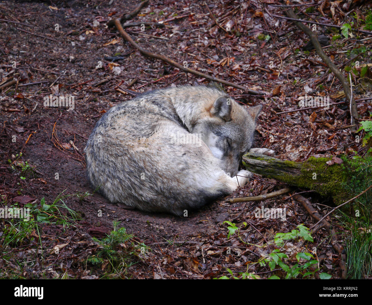 Sleeping wolf hi-res stock photography and images - Alamy