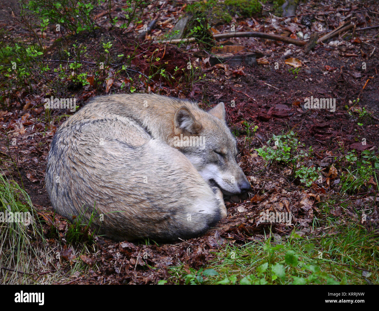 Sleeping wolf hi-res stock photography and images - Alamy