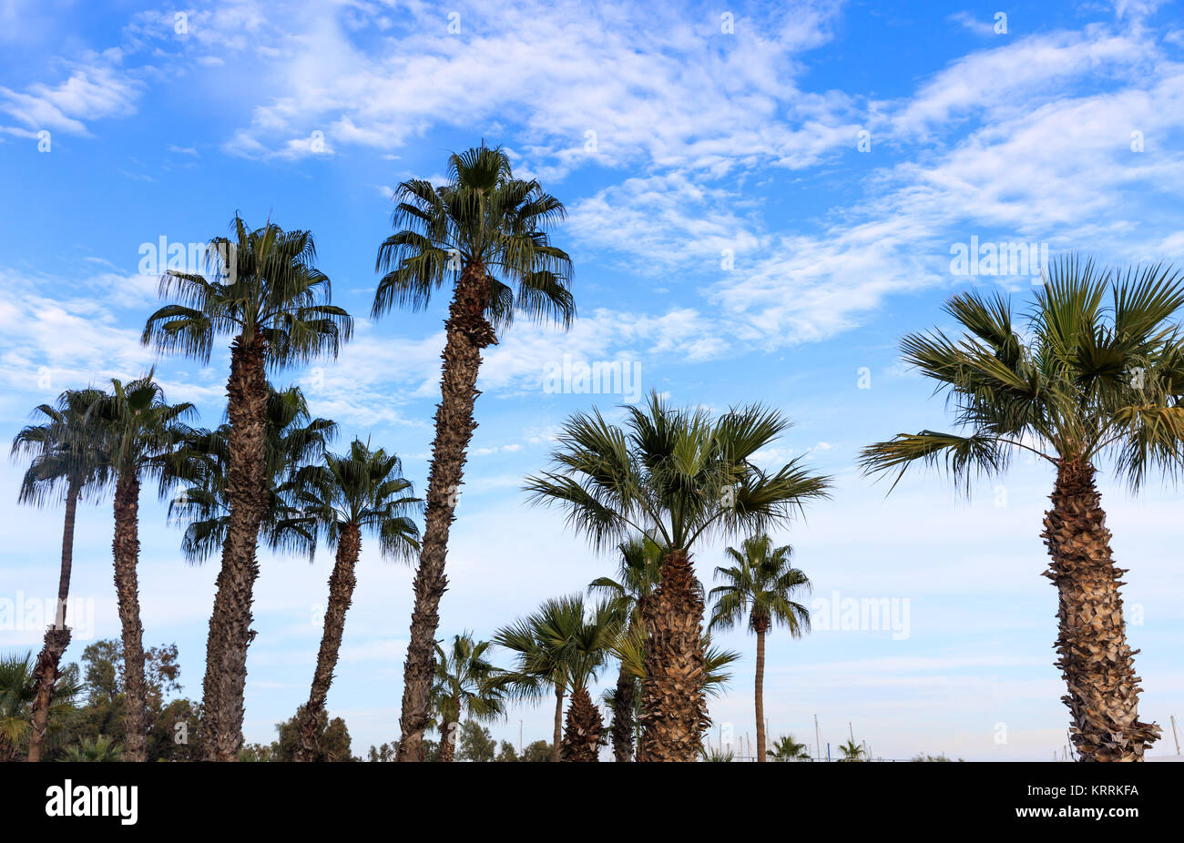 Many tall palm trees under Cyprus blue sky with few fluffy clouds Stock ...