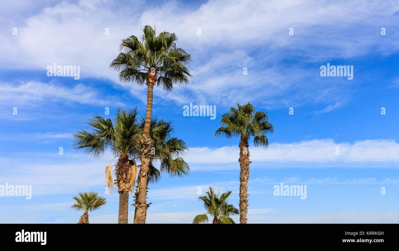 Palm trees cyprus hi-res stock photography and images - Alamy