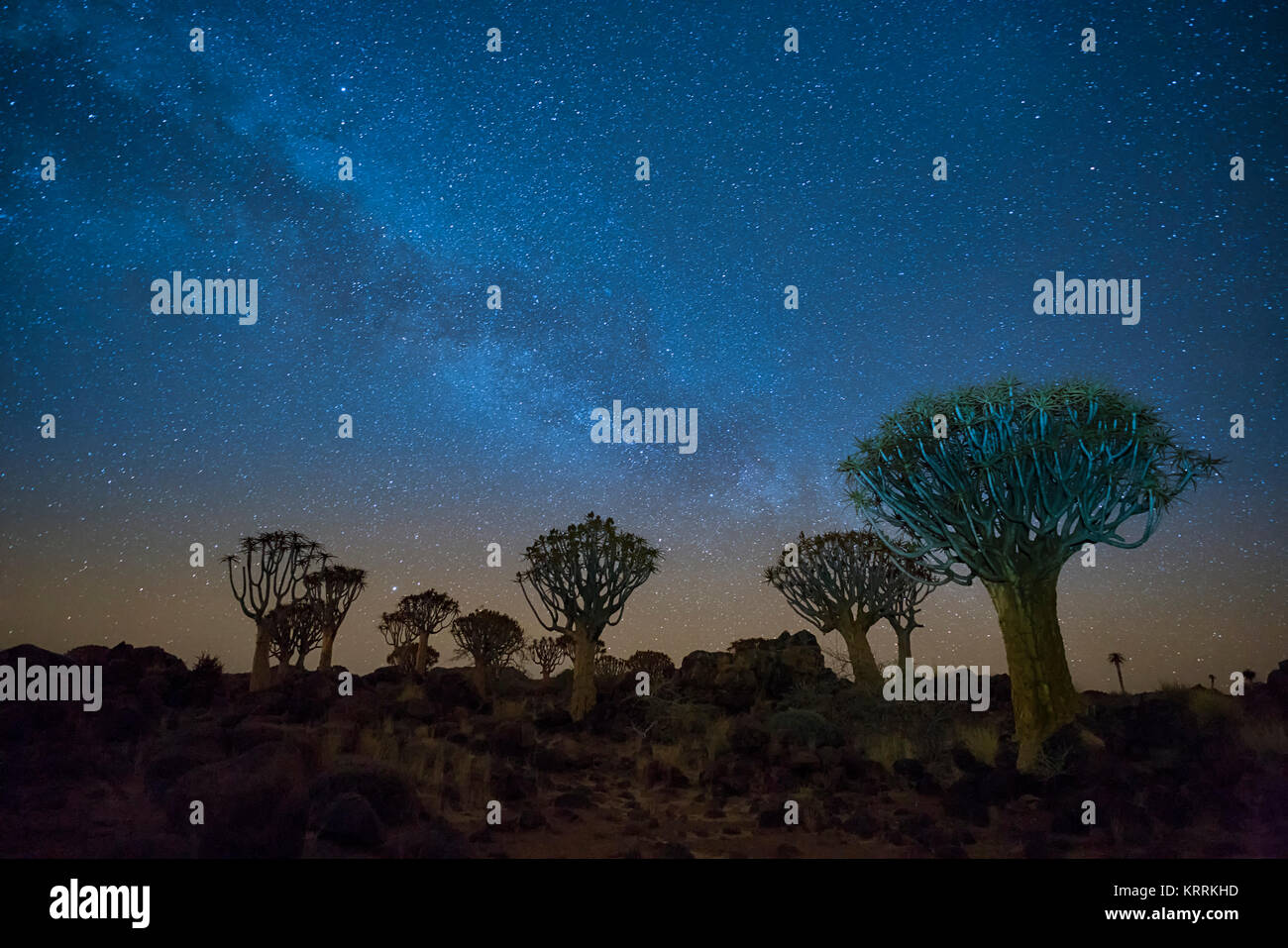 Night sky with tree hi-res stock photography and images - Alamy