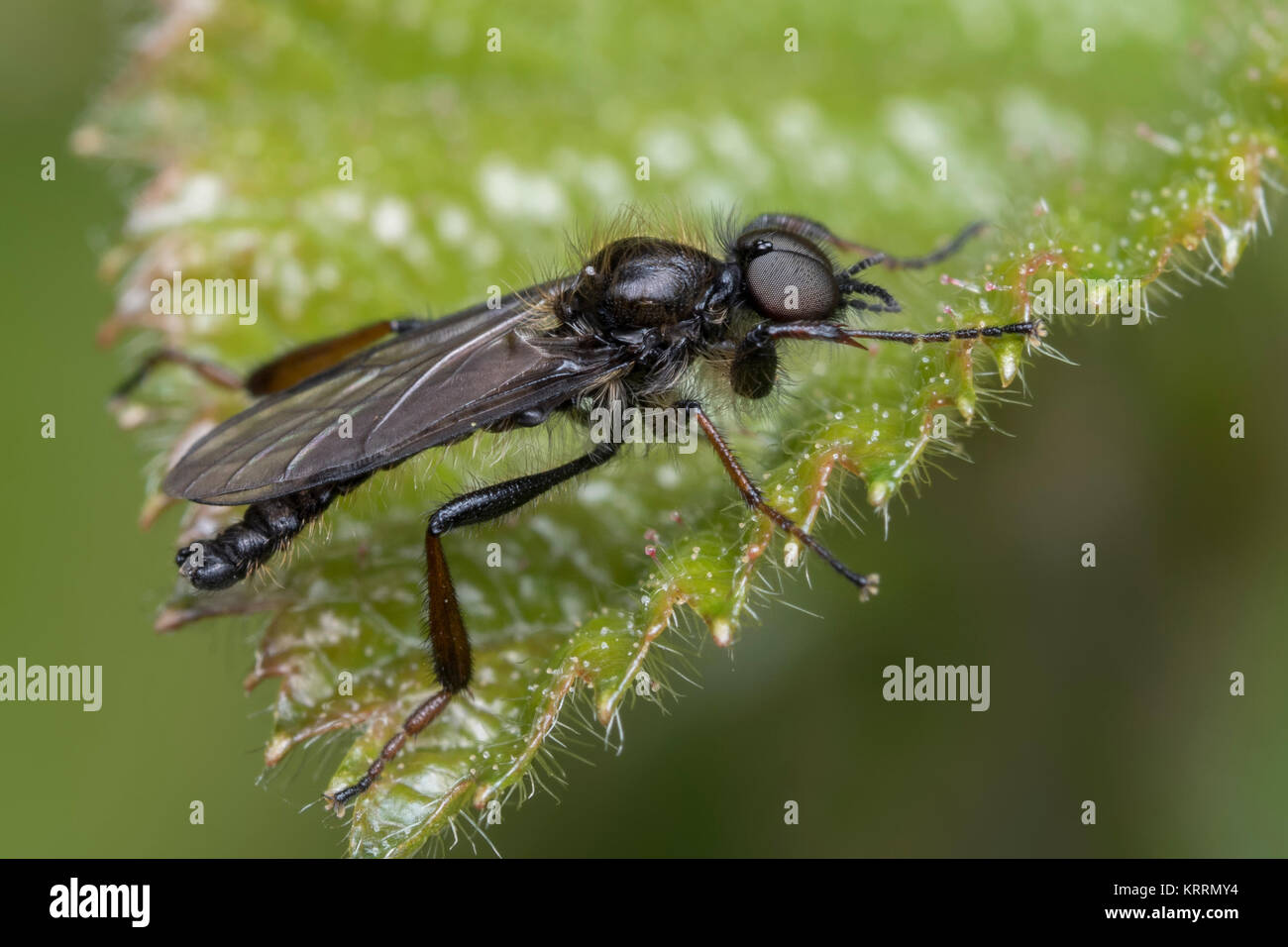 St Mark's fly (Bibio marci) perched on a bramble leaf in woodland ...