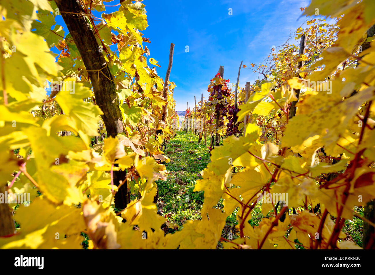 Vineyard in autumn colors view Stock Photo - Alamy