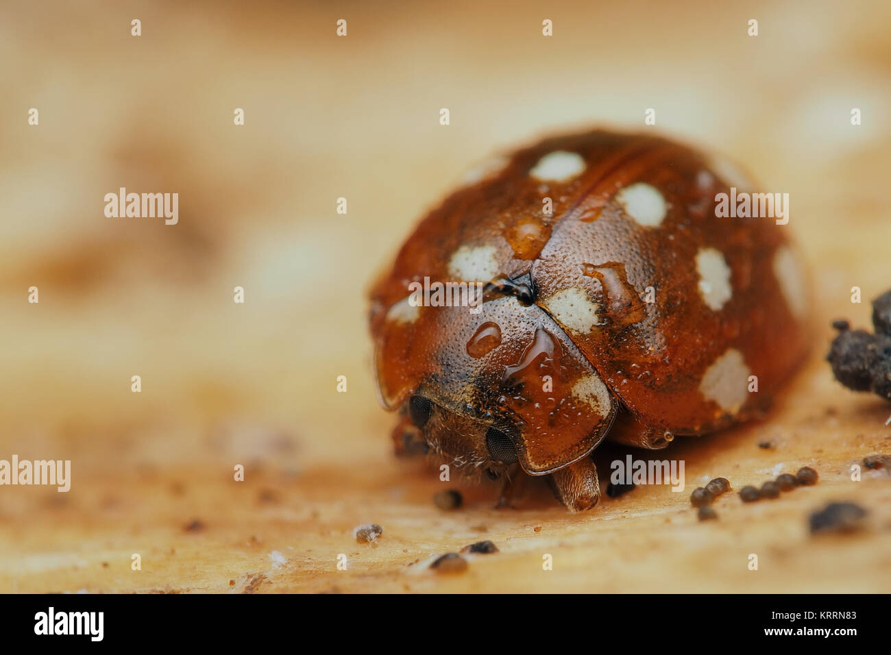 Cream Spot Ladybird (Calvia quattuordecimguttata) hibernating under ...