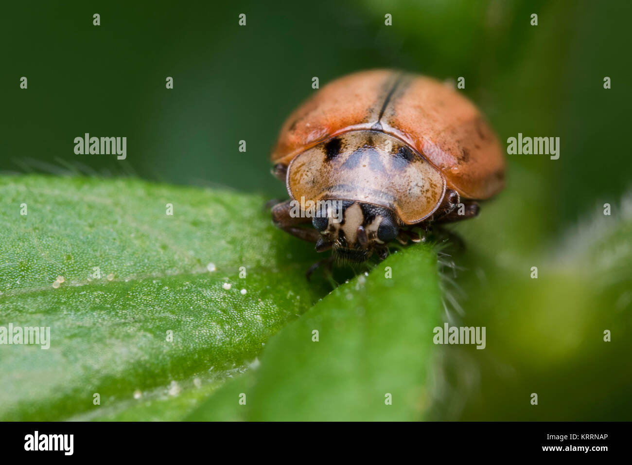 Frontal view of a Larch Ladybird (Aphidecta obliterata) at rest on a ...