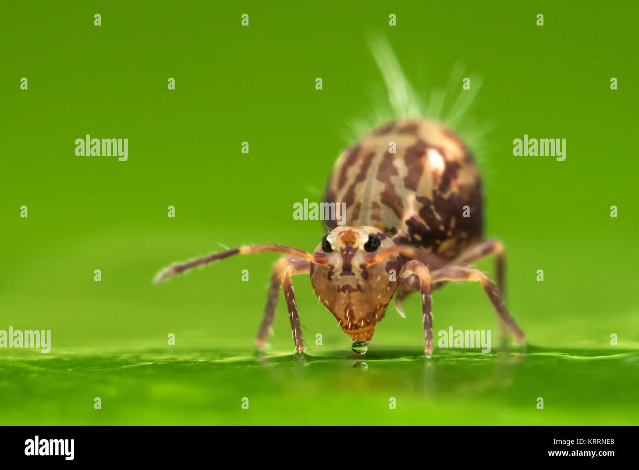 Water springtails hi-res stock photography and images - Alamy