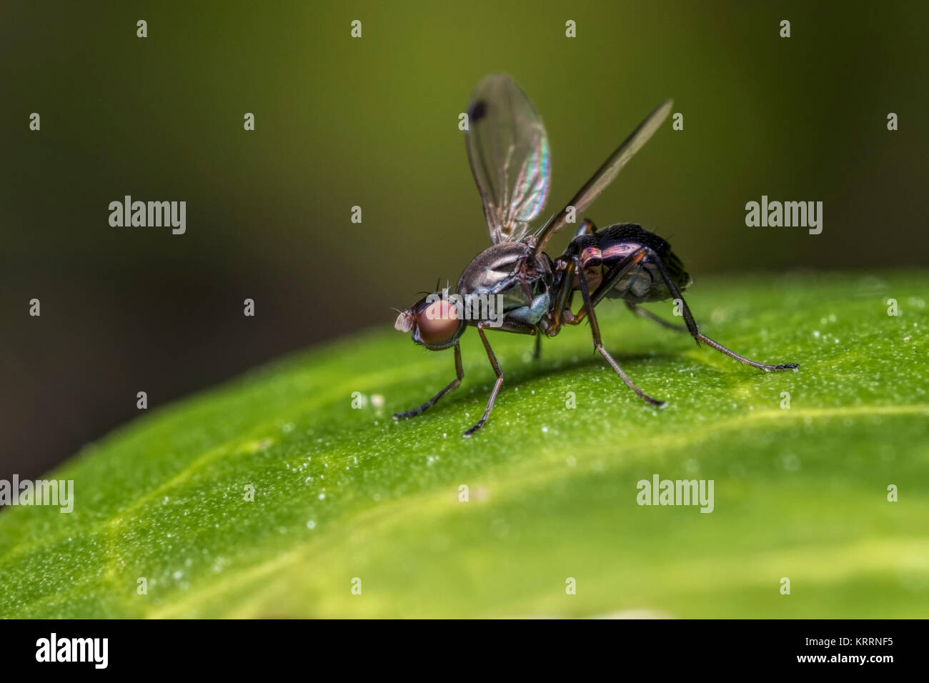 Sepsis fulgens hi-res stock photography and images - Alamy
